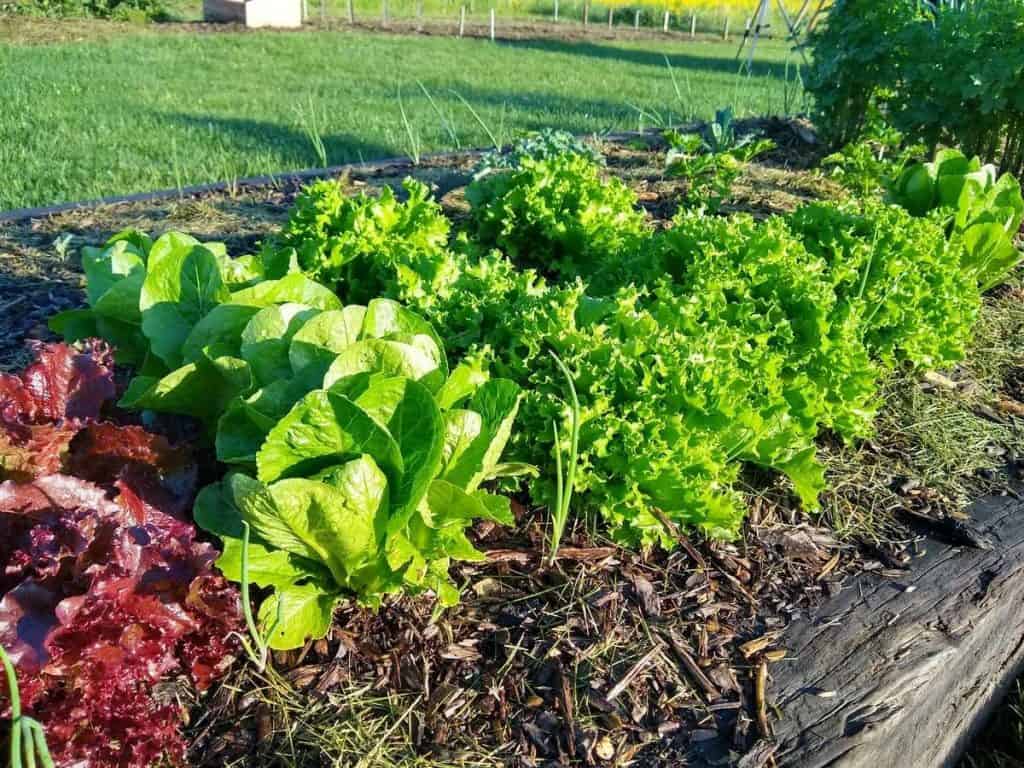 Vegetable Gardening Tips For Beginners | Bamboo Garden